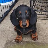 Jual Anjing Tekel Terlengkap & Terbaik - Harga Murah April 2024