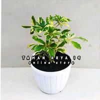 Jual Tanaman Walisongo Terbaik - Harga Murah Juni 2024 & Cicil 0%