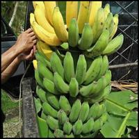 Jual 1 Tandan Pisang Terdekat - Harga Murah & Grosir Desember 2024