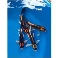 Jual Koi Slayer Terlengkap & Terbaik - Harga Murah April 2024