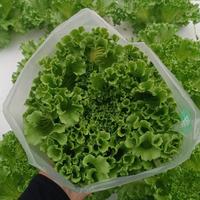 Selada Harga Termurah - Pilihan Favorit