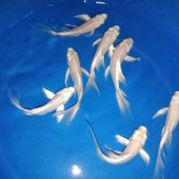 Jual Koi Slayer Terlengkap & Terbaik - Harga Murah Maret 2025