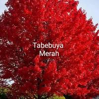Jual Pohon Tabebuya Terbaik - Harga Murah Mei 2024 & Cicil 0%