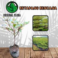 Jual Pohon Ketapang Kencana Terlengkap & Terbaik - Harga Murah Januari 2025