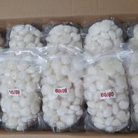 Jual Scallop Terdekat - Harga Murah & Grosir Mei 2025