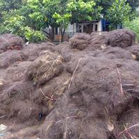 Jual Ijuk Murah & Terbaik - Harga Terbaru Juni 2024