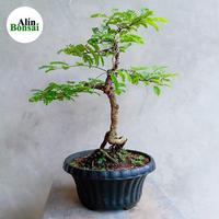Jual Bonsai Asem Jawa Terdekat - Harga Murah & Grosir Juni 2024