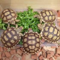 Jual Sulcata Baby Terlengkap & Terbaik - Harga Murah Juni 2024