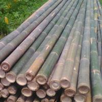 Jual Bambu Batangan Terbaik - Harga Murah Mei 2024 & Cicil 0%