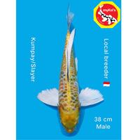 Jual Koi Slayer Terlengkap & Terbaik - Harga Murah Maret 2024