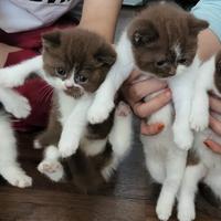 Jual Kucing Bsh Terlengkap & Terbaik - Harga Murah Mei 2025