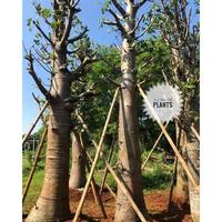 Pohon Baobab Terbaik & Terbaru Mei 2024 - Harga Murah