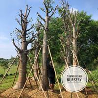 Pohon Baobab Terbaik & Terbaru Mei 2024 - Harga Murah