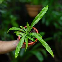 Jual Pakis Brazil Terbaik - Harga Murah April 2024 & Cicil 0%