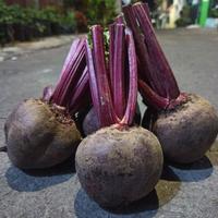 Buah Bit Harga Termurah & Grosir - Pilihan Terlengkap