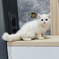 Kucing Munchkin Harga Termurah - Kualitas Terbaik