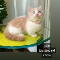 Kucing Munchkin Harga Termurah - Kualitas Terbaik