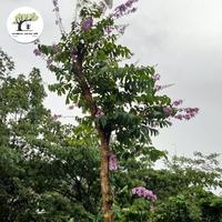 Jual Pohon Bungur Terbaik - Harga Murah Mei 2024 & Cicil 0%