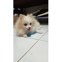 Mini Pom Anjing Harga Termurah - Kualitas Terbaik