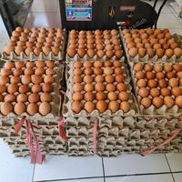 Jual Telor 1 Kg Terdekat - Harga Murah & Grosir Desember 2024