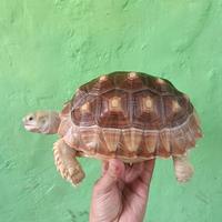 Jual Sulcata 20cm Murah - Harga Terbaru 2024