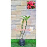 Jual Pohon Kamboja Terbaik - Harga Murah Mei 2024 & Cicil 0%