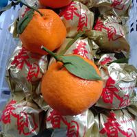 Jual Jeruk 1kg Murah - Harga Terbaru 2024