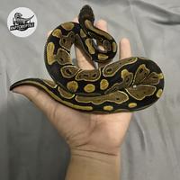 Jual Aneka Ular Ball Python Terlengkap - Harga Murah Mei 2024