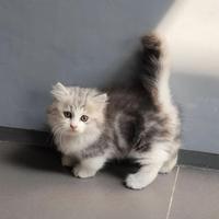 Kucing Munchkin Harga Termurah - Kualitas Terbaik