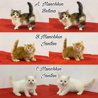 Kucing Munchkin Harga Termurah - Kualitas Terbaik