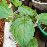 Jual Bibit Nilam Terbaik - Harga Murah Juni 2024 & Cicil 0%
