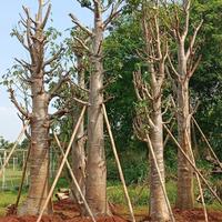 Pohon Baobab Terbaik & Terbaru Mei 2024 - Harga Murah