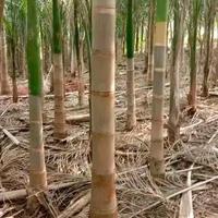 Jual Pohon Palem Raja Terbaik - Harga Murah Juni 2024 & Cicil 0%