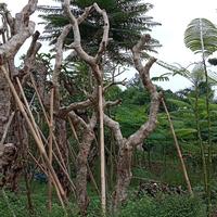 Jual Pohon Kamboja Fosil Terbaik - Harga Murah Juni 2024 & Cicil 0%