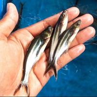 Jual Bibit Ikan Patin Terdekat - Harga Murah & Grosir Juni 2024