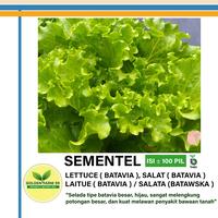 Selada Harga Termurah - Pilihan Favorit