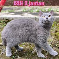 Jual Kucing Bsh Terlengkap & Terbaik - Harga Murah Juni 2024