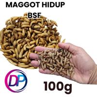 Jual Magot Terlengkap & Terbaik - Harga Murah Januari 2025