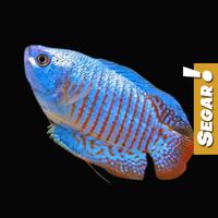 Jual Ikan Dwarf Gourami Satuan dan Paketan Harga Termurah Juni 2024