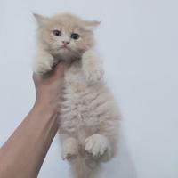 Kucing Munchkin Harga Termurah - Kualitas Terbaik