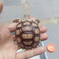 Jual Sulcata Baby Terlengkap & Terbaik - Harga Murah Juni 2024