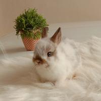 Review KELINCI NETHERLAND DWARF ND NEDERLAN DWARF NETHERLAND DAF3 ...