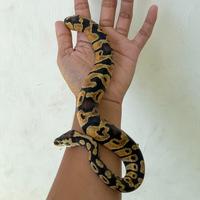 Jual Aneka Ular Ball Python Terlengkap - Harga Murah Juni 2024