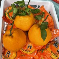 Jual Jeruk 1kg Murah - Harga Terbaru 2024