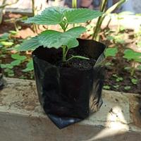 Jual Pohon Daun Matcho Terbaik - Harga Murah Juni 2024 & Cicil 0%