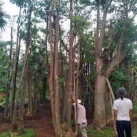 Jual Pohon Pule Terbaik - Harga Murah Mei 2025 & Cicil 0%