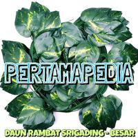 Review LUSINAN Daun Rambat BESAR HIJAU/ Daun Rambat Plastik/ Daun ...