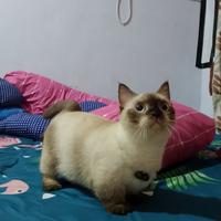 Kucing Munchkin Harga Termurah - Kualitas Terbaik