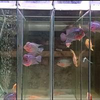 Jual Ikan Lohan Terlengkap & Terbaik - Harga Murah Juli 2025