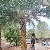 Jual Pohon Palm Terbaik - Harga Murah Juli 2025 & Cicil 0%